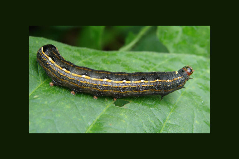 Lagarta preta da soja: como ela é e como controlar?